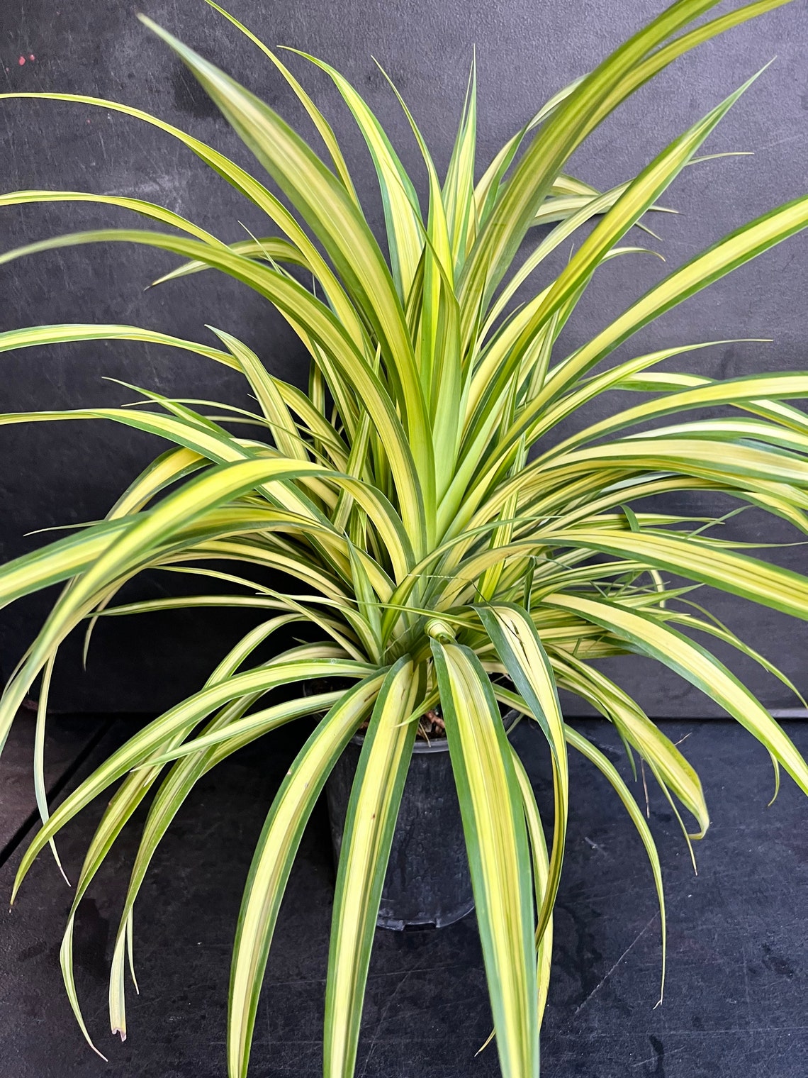 Large Pandanus Baptistii Aureus Variegated Dwarf Pandanus in - Etsy