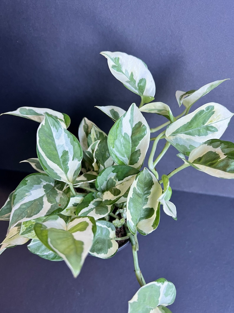 Njoy Pothos Epipremnum Aureum Devils Ivy in 4 Pot - Etsy