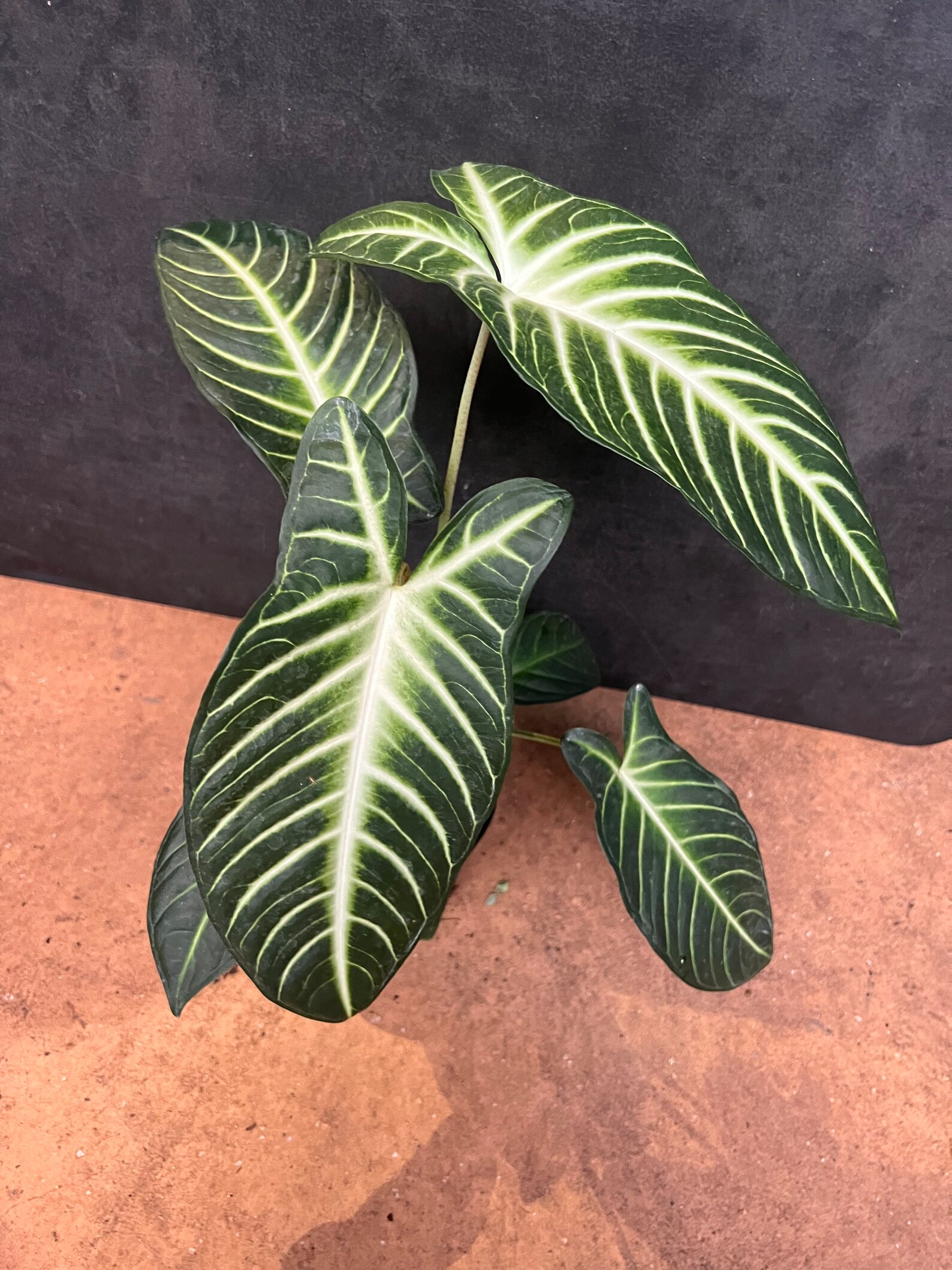 Xanthosoma Lindenii Magnificum in 6 Pot , Caladium Lindenii - Etsy