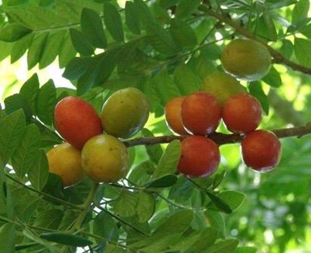 Large Red Spanish. Hog Plum in 3 Gallons Pot, Ciruela, Jocote Rojo ...