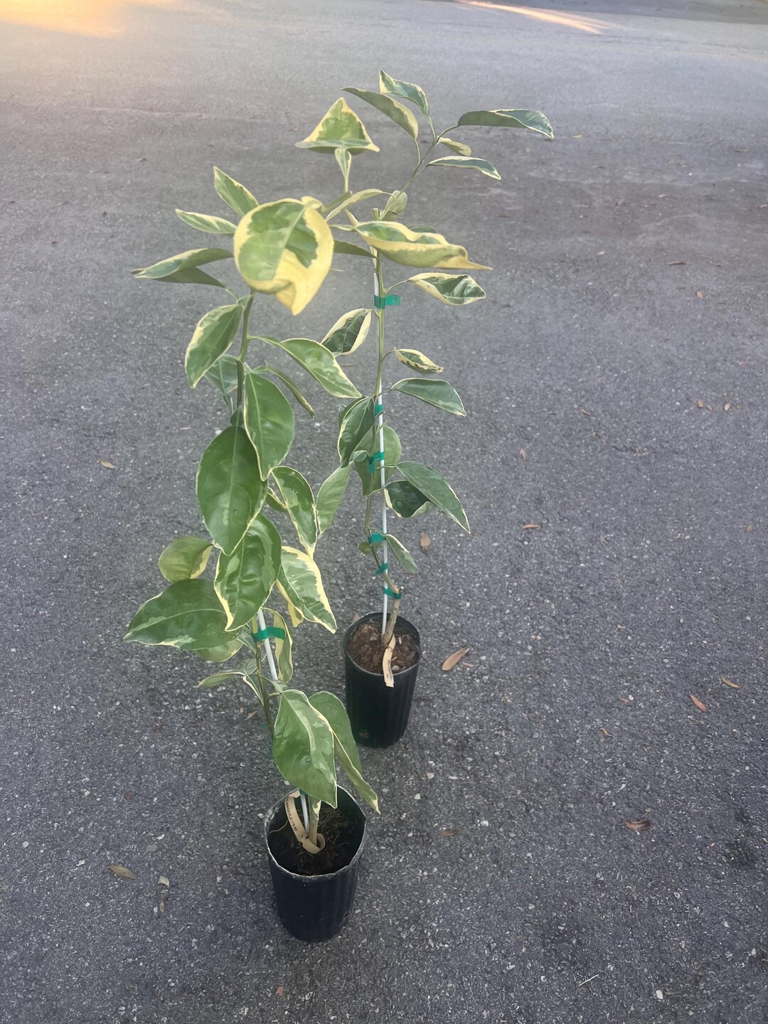 Variegated Minneola Tangelo, Honeybell in Half Gallon Pot, Florida ...