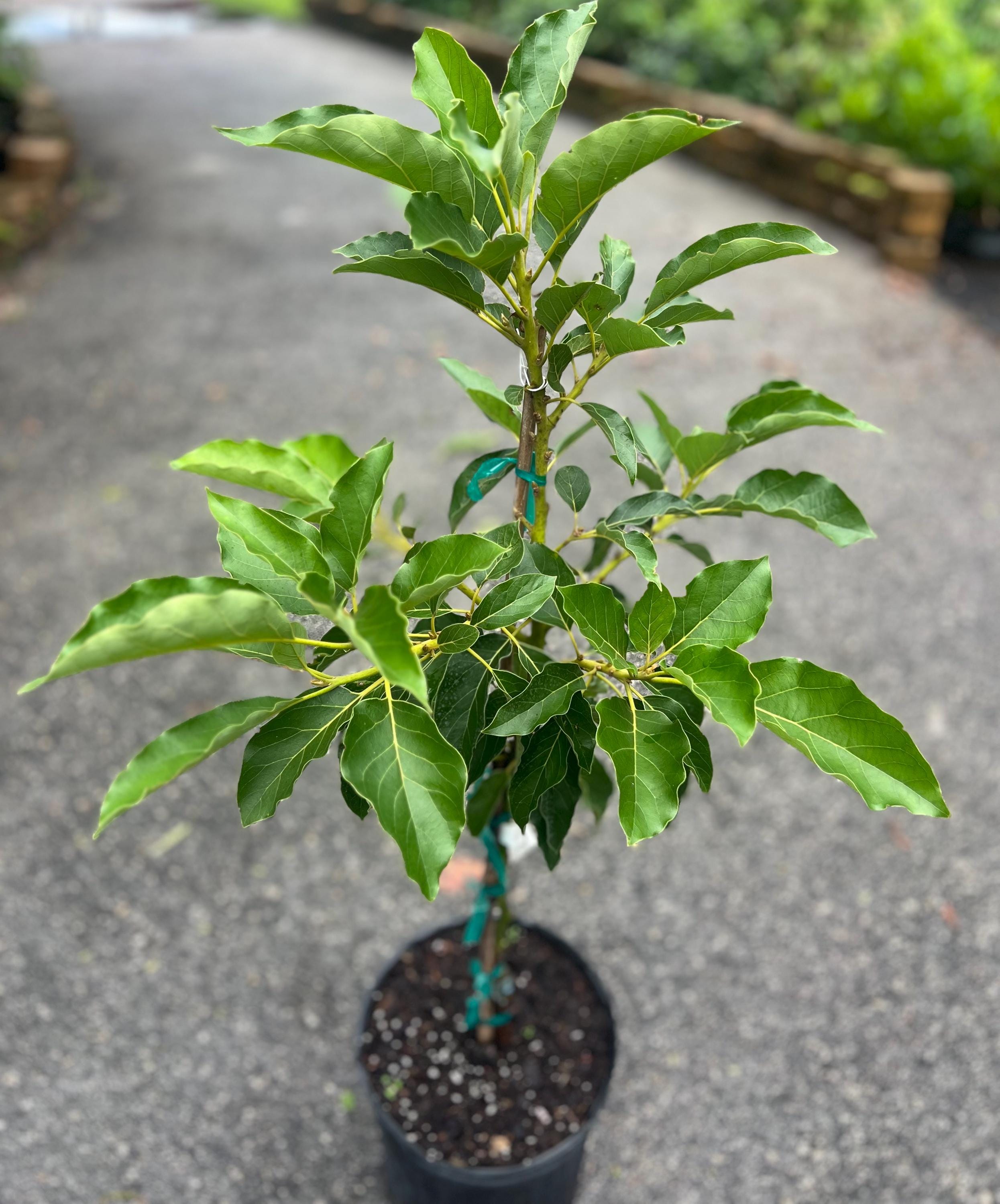 Monroe Avocado Tree , Cold Hardy , Grafted in 3 Gallons Pot, No Ship to ...