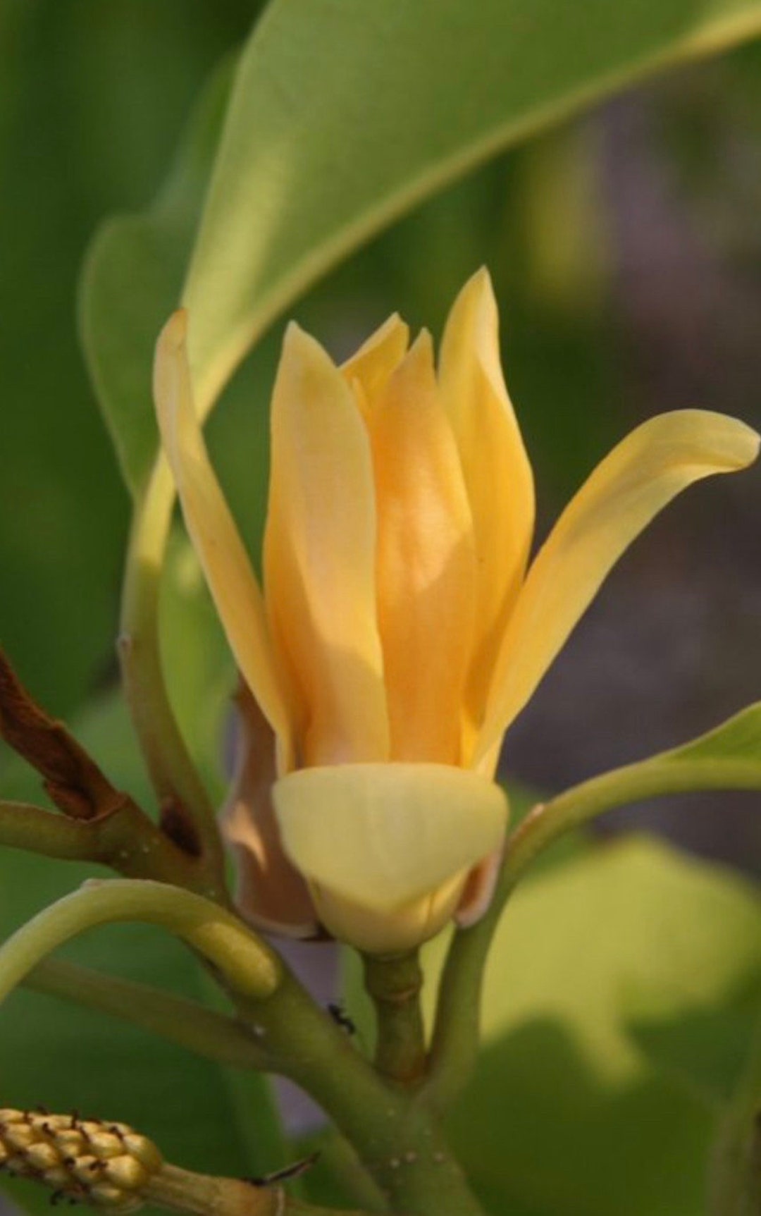 Yellow Flower, Magnolia Champaca, Michelia Champaca in 6" or 4" Pot ...