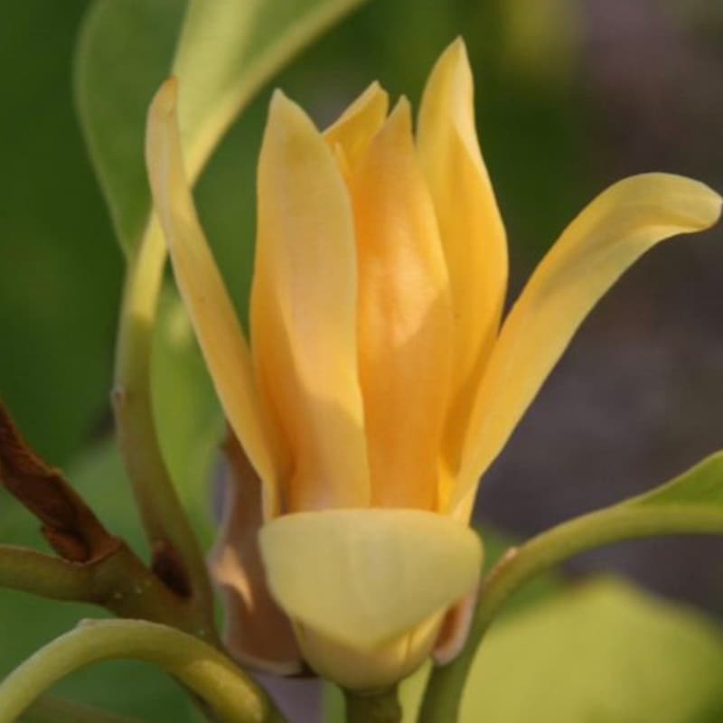 White Magnolias With Gold - Etsy