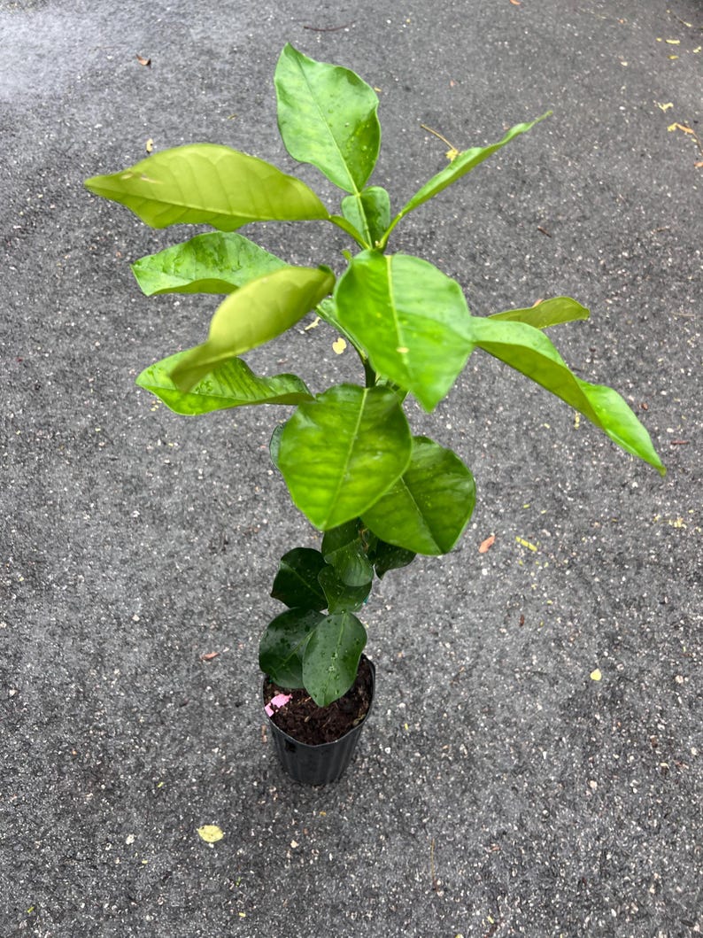 Hirado Pummelo Tree in Half Gallon, Grafted , Jeruk Bali. FLORIDA ...