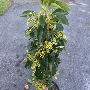 Donnie Avocado Tree , Grafted in 3 Gallon Pot, No Ship to HI - Etsy