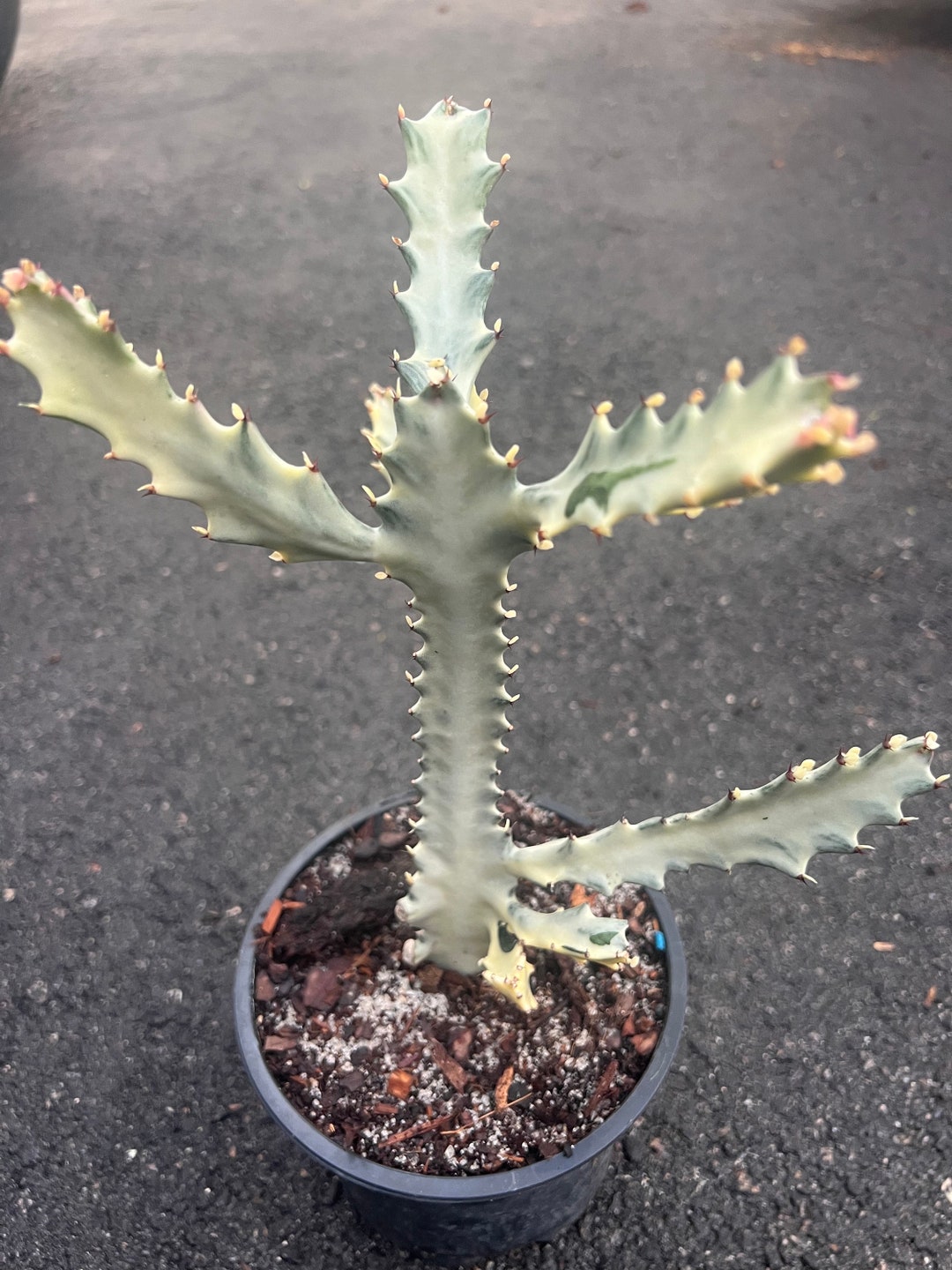 Ghost Cactus | White Variegated Euphorbia Lactea | Rare Cactus in 6" - Etsy