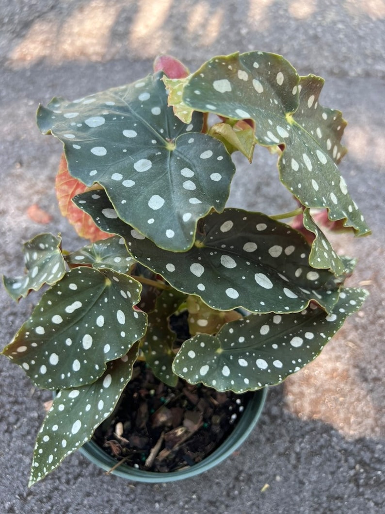 Begonia Maculata in 6" Pot, Polka Dot Plant - Etsy
