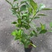 Key Lime Tree in Half Gallon Pot, Grafted, Only Ships Within FLORIDA - Etsy