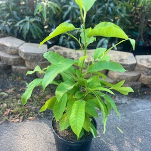 Yellow Flower, Magnolia Champaca, Michelia Champaca in 6" or 4" Pot ...