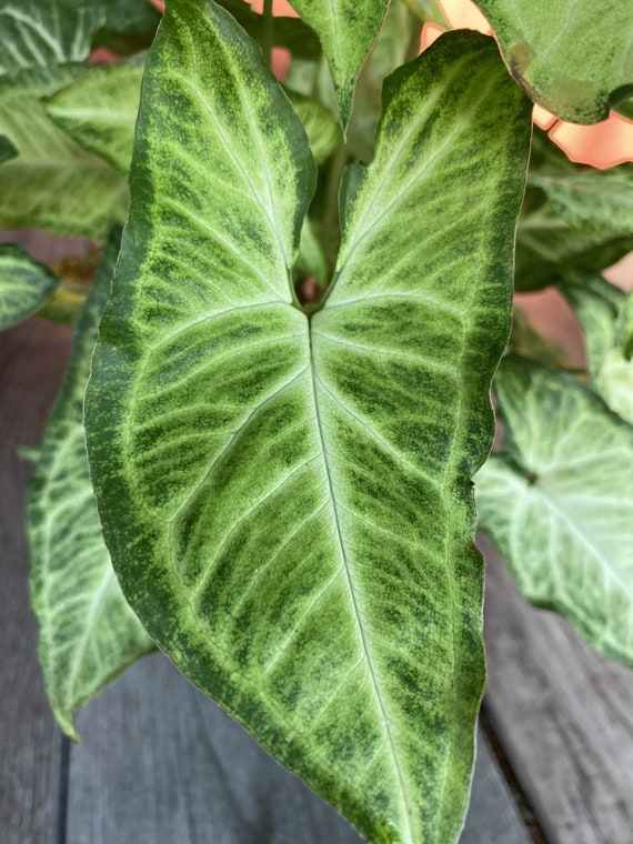 Syngonium Podophyllum the Arrowhead Plant Nephthytis White - Etsy