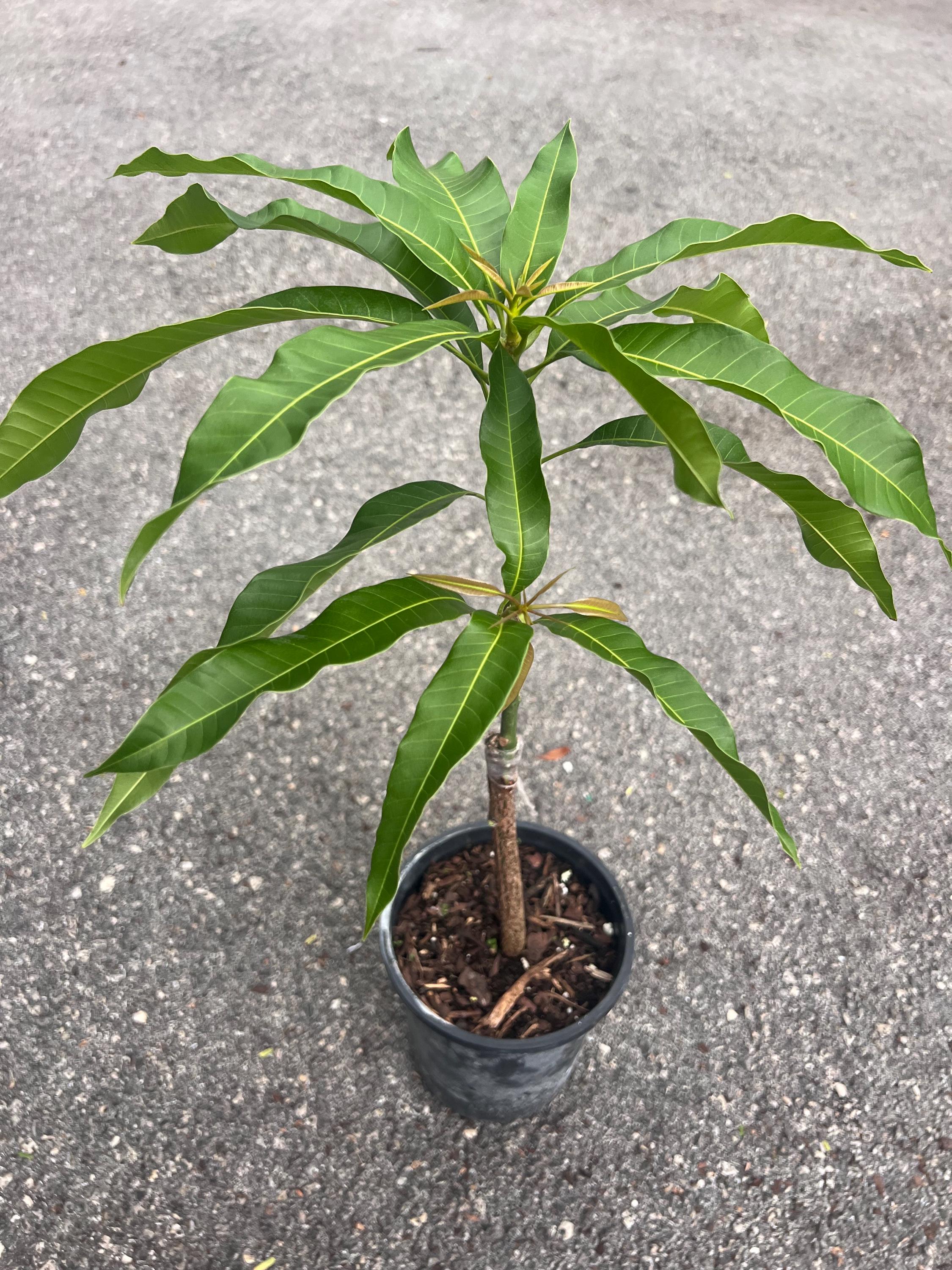 Grafted, Keitt Mango Tree. Grafted in 1/2 Gallon Pot, Dwarf Mango, Live ...