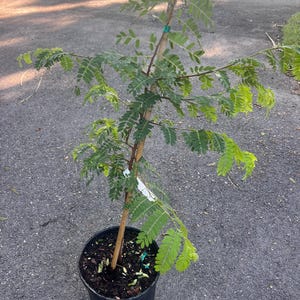 Large Tamarind Tree, Tamarindus Indica in 3 Gallons Pot, Pohon Asem - Etsy