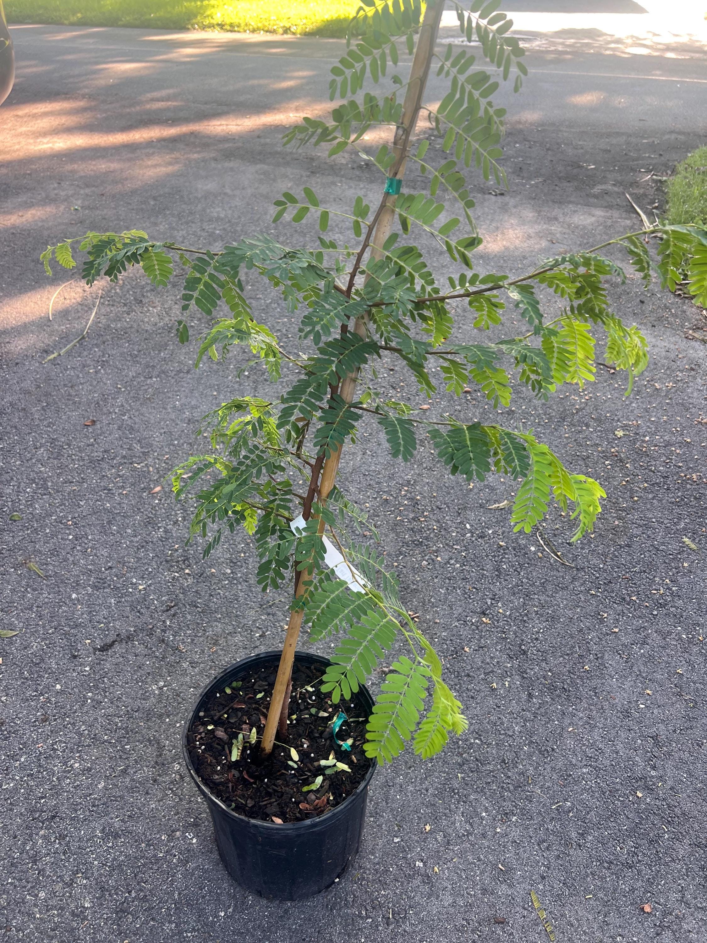 Large Tamarind Tree, Tamarindus Indica in 3 Gallons Pot, Pohon Asem - Etsy