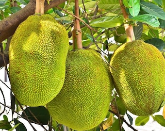 Jack Fruit GOLDEN NUGGET Tree, Grafted, 3gl - Etsy