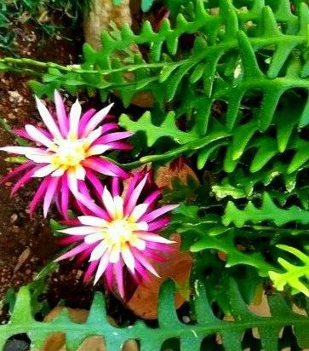 Anguliger Ric Rac Cactus, Epiphyllum , Zig Zag Cactus -in 4" Pot - Etsy