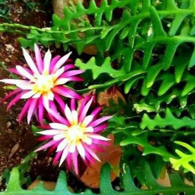 Ric Rac Cactus - Etsy