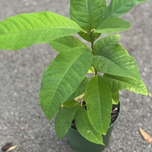 Yellow Flower, Magnolia Champaca, Michelia Champaca in 6" or 4" Pot ...