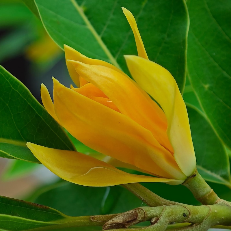 TropicalplantsFL - Etsy