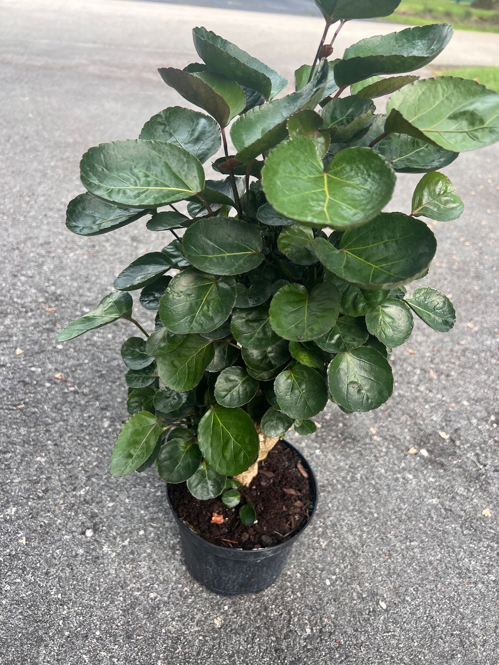 Aralia Fabian Stump 6" Pot - Etsy