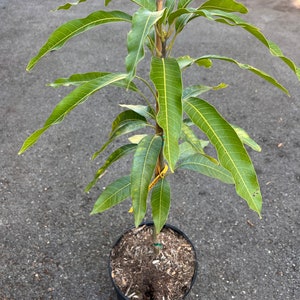Maha Chanok Mango , Grafted in 3 Gallons or 6 Inch Pot, Rainbow Mango ...