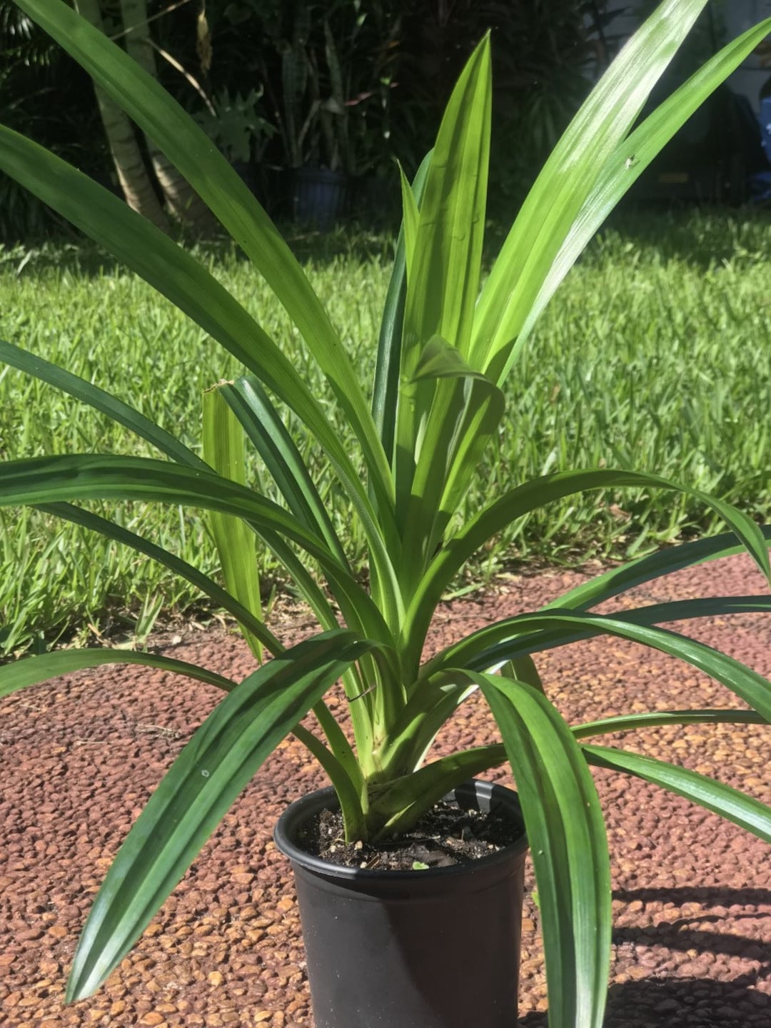 ONE Pandan Plant, Pandanus, Pandan in 4" Pot - Etsy