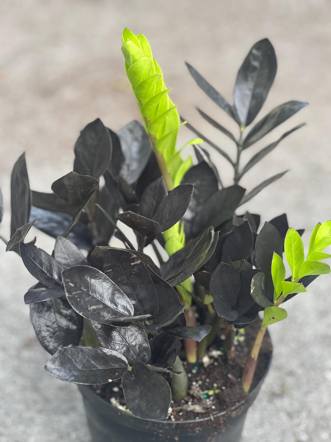 Black Raven ZZ, Dark Zz Plant in 6" Pot, Zamioculcas Zamiifolia Raven ...