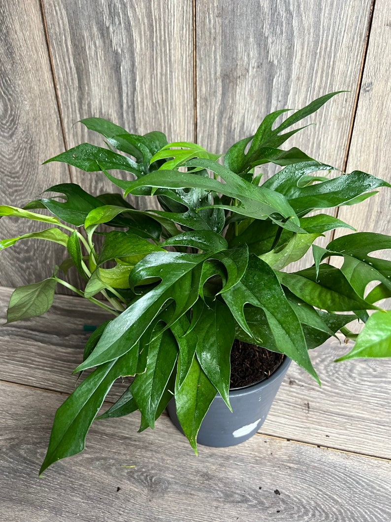 Rare Baltic Blue Pothos Epipremnum Pinnatum in 6 - Etsy