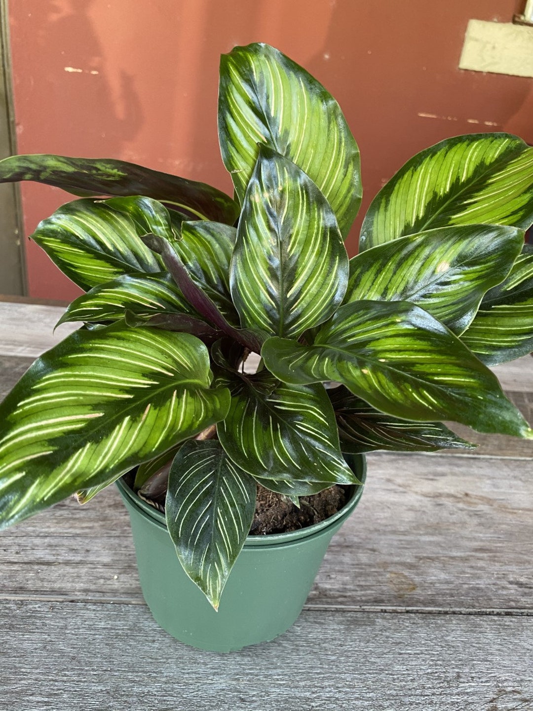 Calathea Beauty Star - Calathea , in 6" Pot, Prayer Plant - Etsy