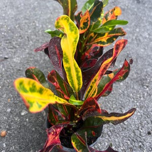 Croton Mamey in 4" Pot, House Plant, Indoor, Outdoor - Etsy