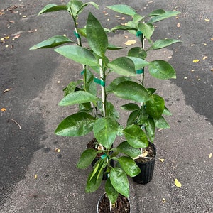 Minneola Tangelo in Half Gallon Pot, Honeybell, Florida Shipping Only ...