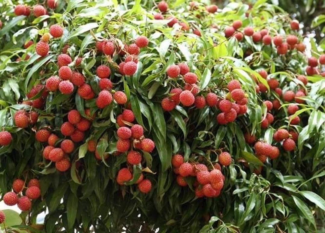 Large Brewster Lychee in 10" Pot, 3 to 4 Ft Tall, Air Layered, No Ship ...