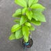 Donnie Avocado Tree , Grafted in 6" Pot - Etsy