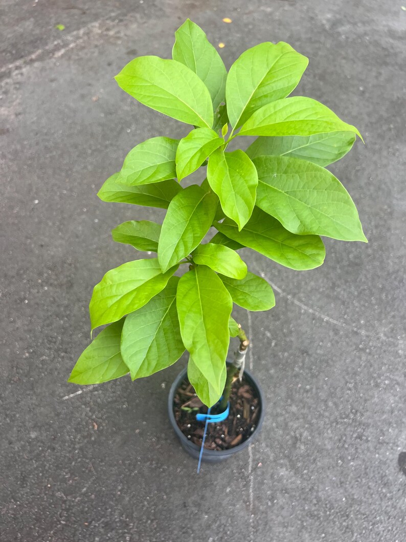 Donnie Avocado Tree , Grafted in 6" Pot - Etsy