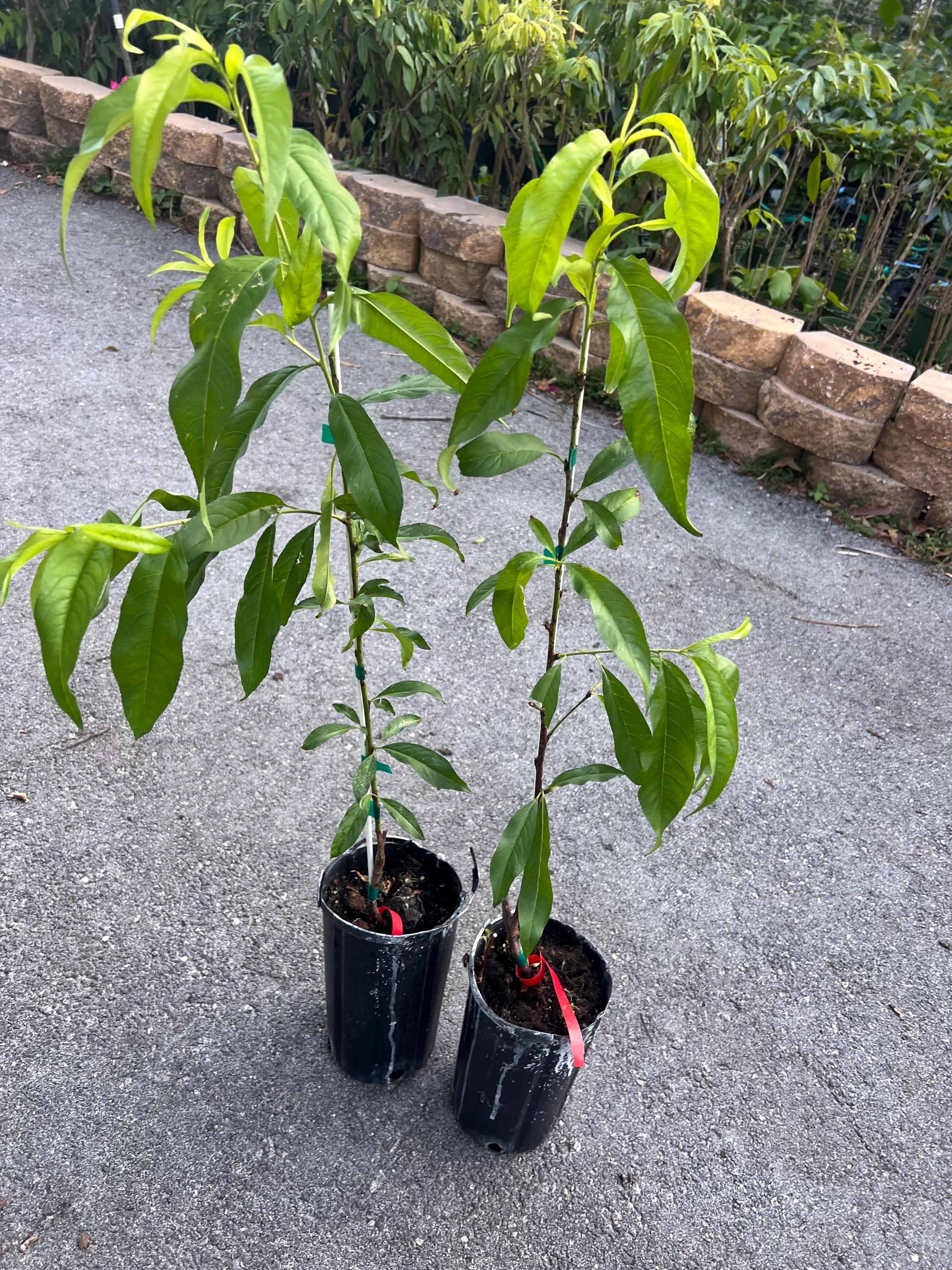 Tropic Beauty Peach Tree in Half Gallon Pot, Grafted - Etsy