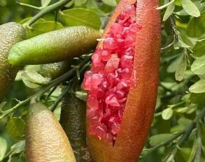 Australian Finger Lime - Etsy