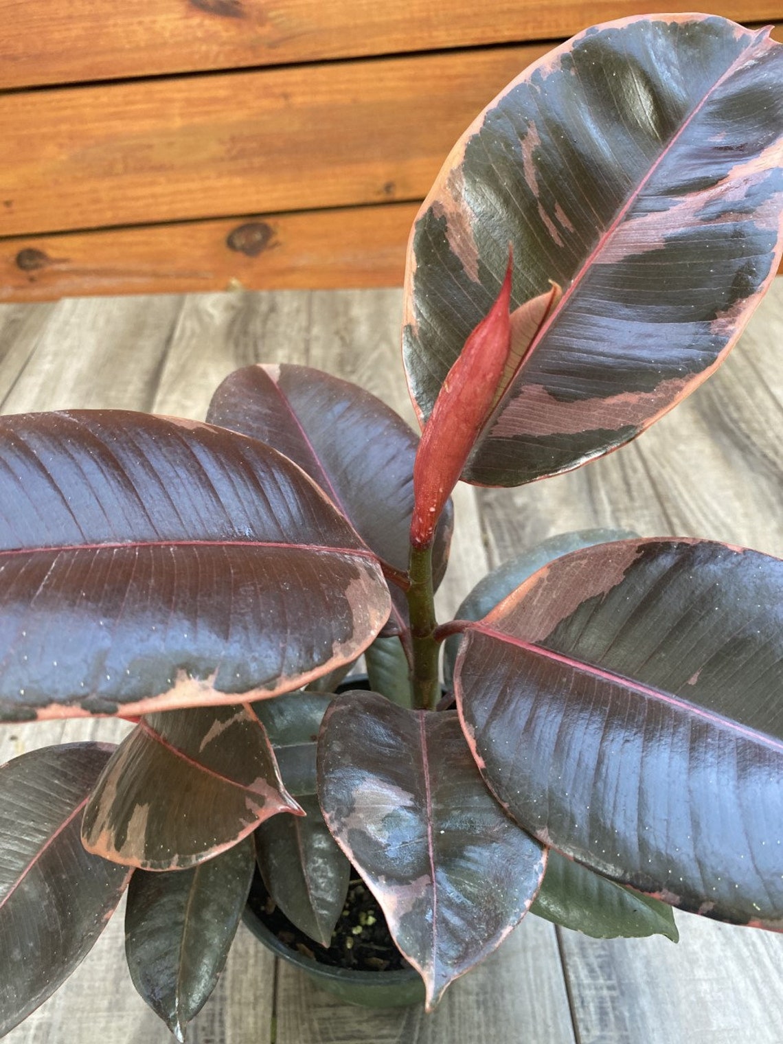 Ficus Ruby Ficus Elastica Pink Ruby Ficus Belize en maceta | Etsy