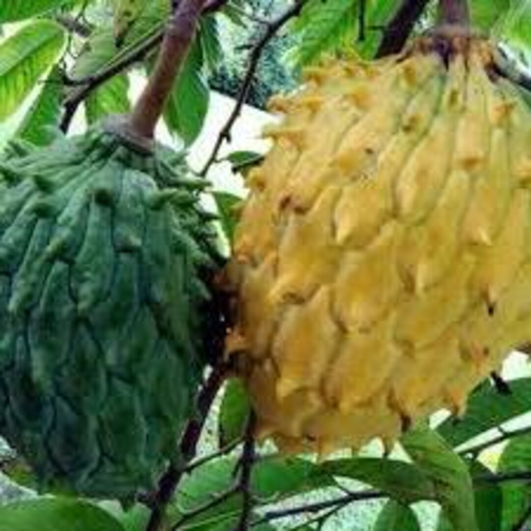 Rollinia Tree in 10" Pot, Grafted, Biriba, Wild Soursop - Etsy