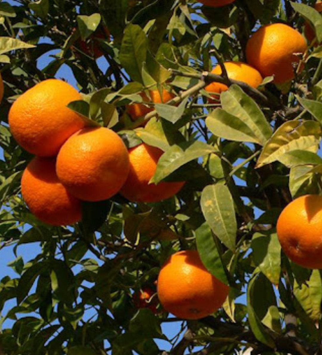 Minneola Tangelo in Half Gallon Pot, Honeybell, Florida Shipping Only ...