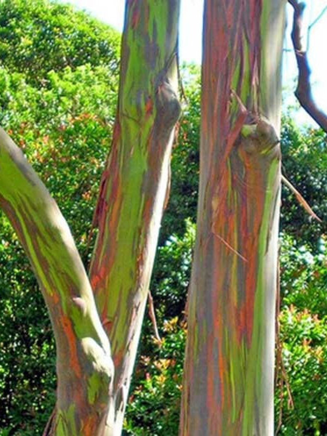 Rainbow Eucalyptus, Deglupta, in 6" Pot NO Ship HI - Etsy