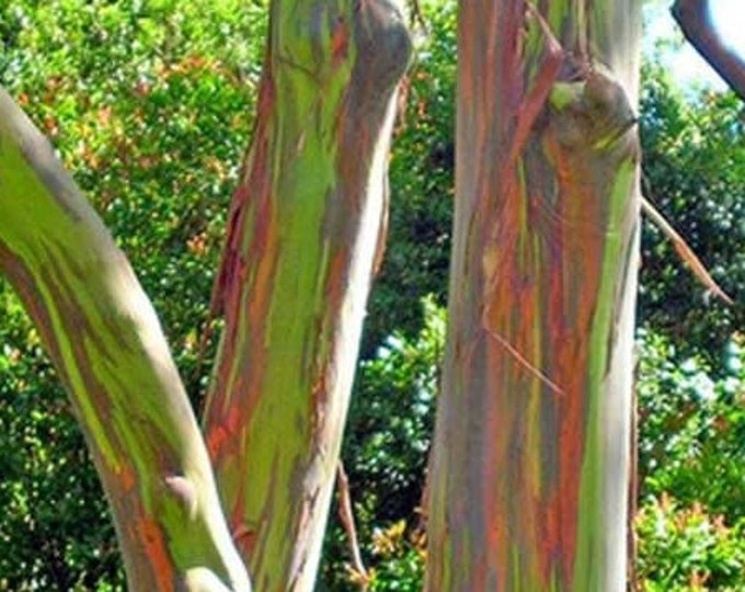 Rainbow Eucalyptus Deglupta, Showy Tropical Tree, 50 Rare Seeds, Bonsai ...
