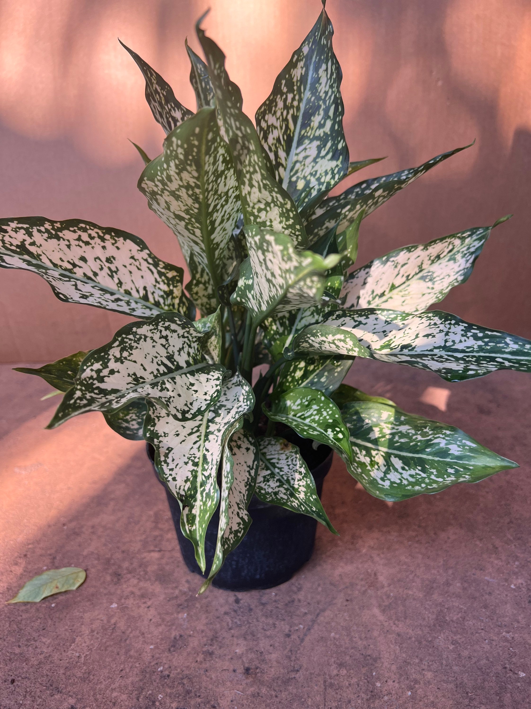 First Diamond Aglaonema White Aglanoema Osaka in 6 Pot - Etsy