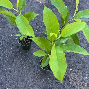 Yellow Flower, Magnolia Champaca, Michelia Champaca in 6" or 4" Pot ...
