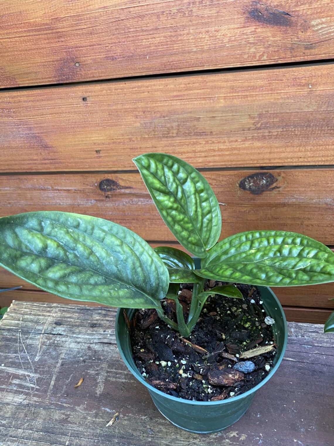 Monstera Peru in 6 Pot Rare Plant House Plant - Etsy