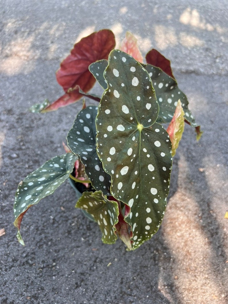 Begonia Maculata in 6" Pot, Polka Dot Plant - Etsy
