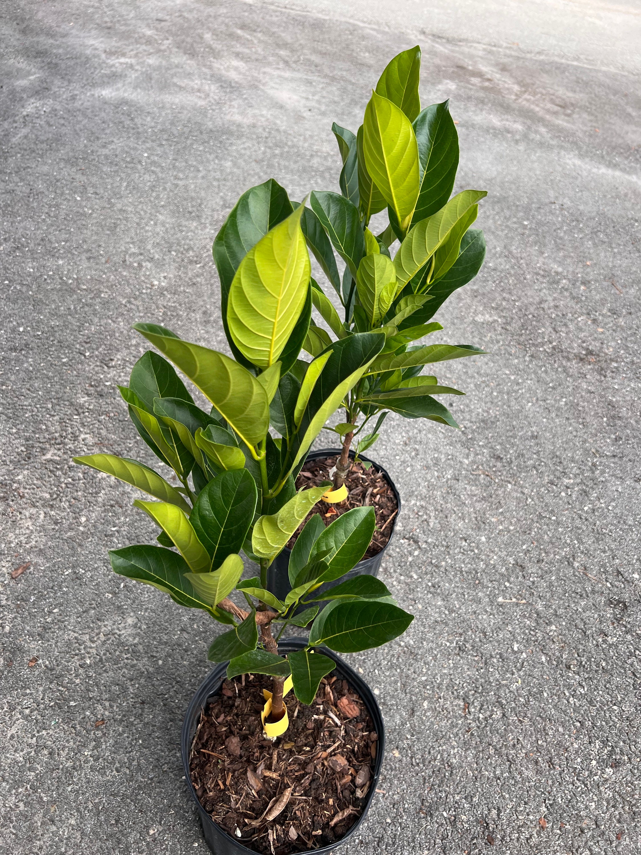 J31 Jack Fruit, Dwarf in 3 Gallons Pot, Grafted, Artocarpus ...