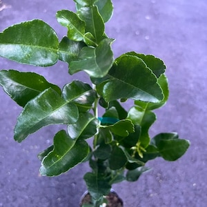 Kaffir Lime Tree - Citrus Hystrix Makrut in 1/2 Gal Pot, Kieffer Lime ...