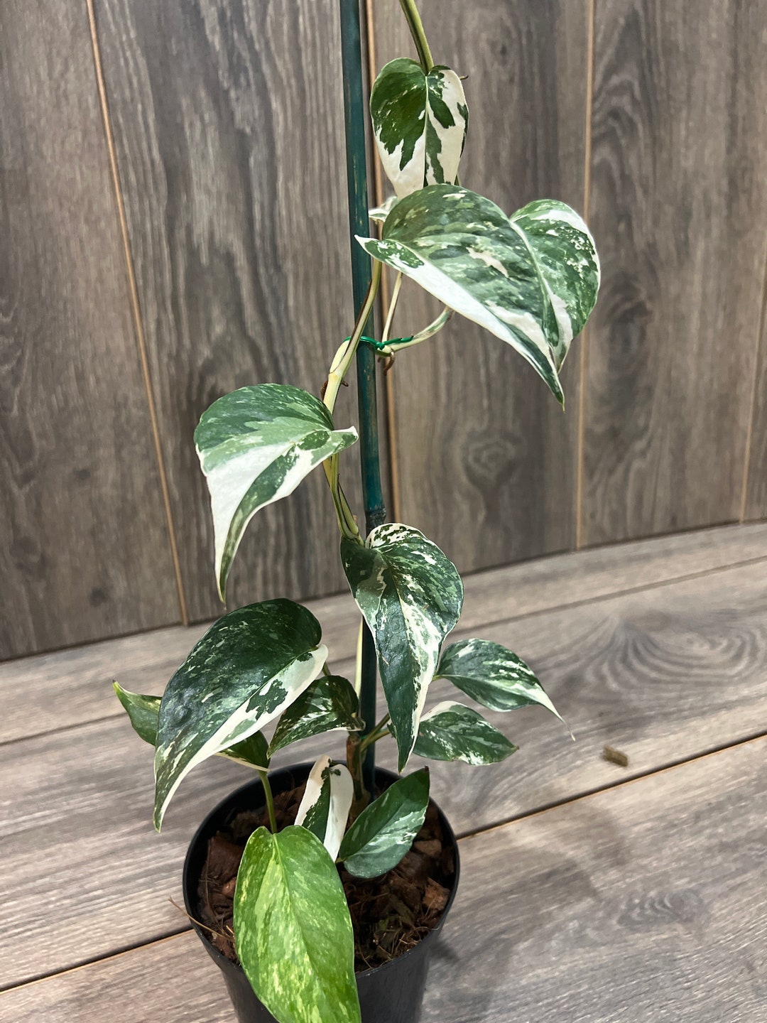 Epipremnum Pinnatum Albo Variegated in 4" Pot - Etsy