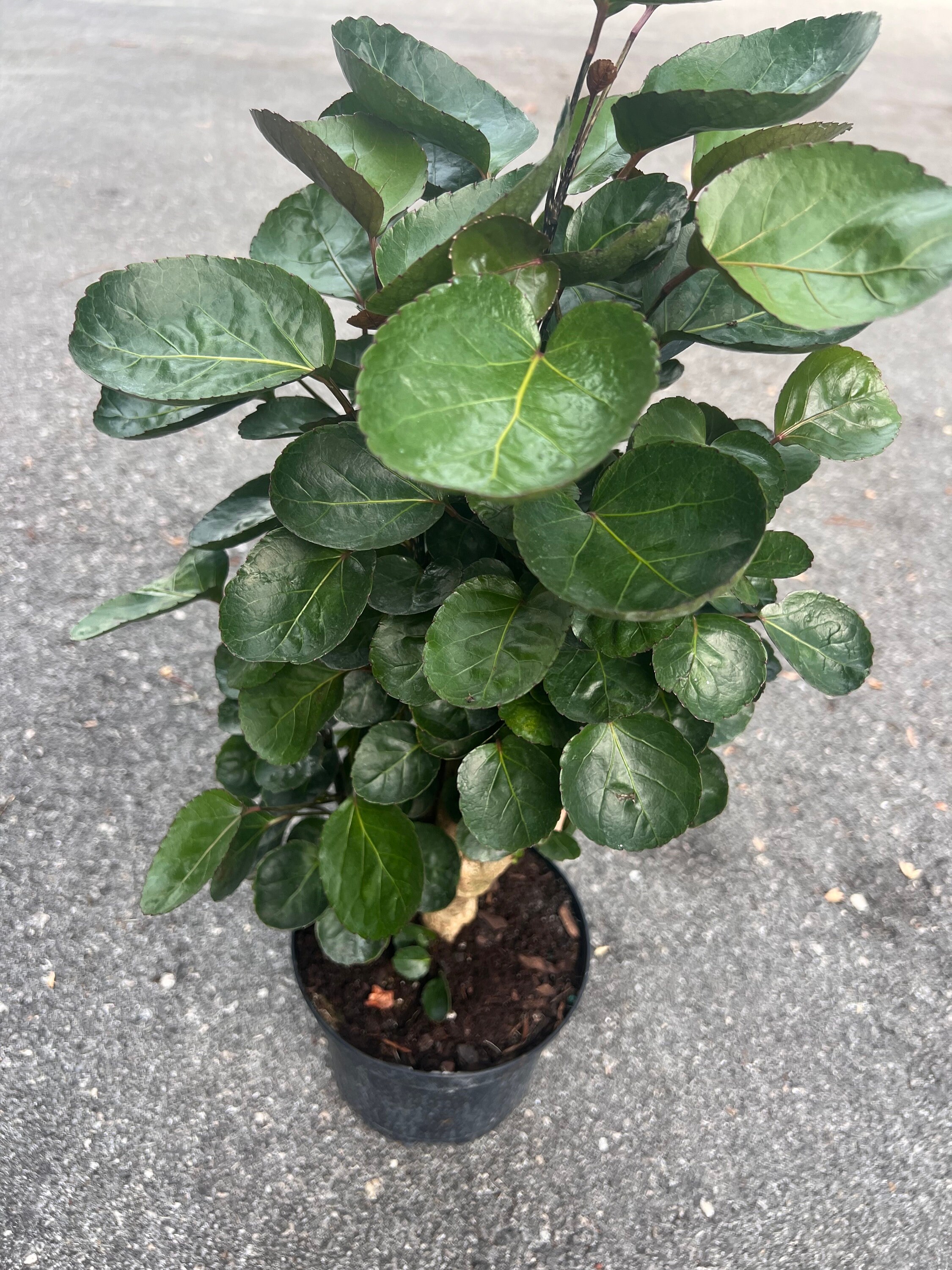 Aralia Fabian Stump 6" Pot - Etsy