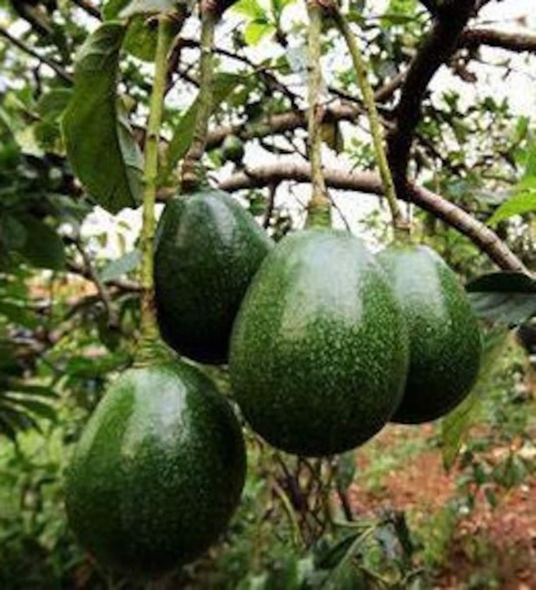 Donnie Avocado Tree , Grafted in 3 Gallon Pot, No Ship to HI - Etsy